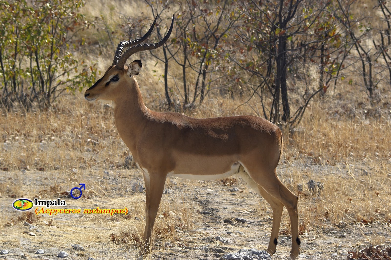 Zoologia: Impala (Aepyceros melampus)